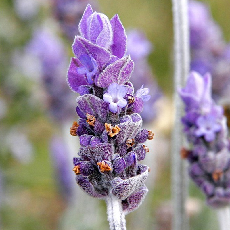 Lavandin super ätherisches Bio-Öl - Jojoba Gold - Zertifizierte Bio-Öle