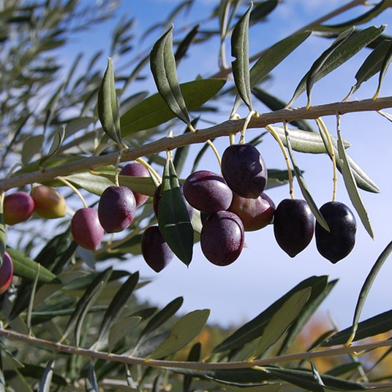 Olive huile extra vierge BIO en vrac (avec l'odeur des olives fraîches ...